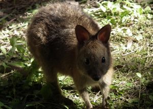 Macropods – Wildlife Mountain Australia
