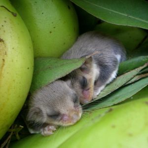 FEATHERTAIL GLIDER – Wildlife Mountain Australia