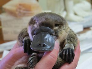 MONOTREMES – Wildlife Mountain Australia