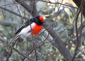 ROBINS – Wildlife Mountain Australia