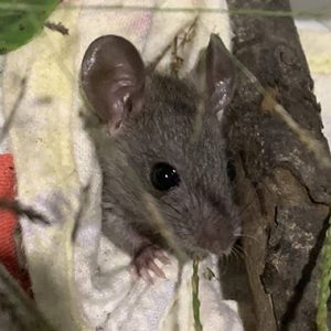 BUSH RAT – Wildlife Mountain Australia