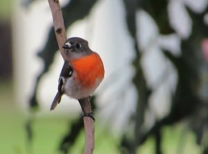 ROBINS – Wildlife Mountain Australia