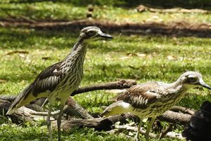 SANDPIPERS – Wildlife Mountain Australia