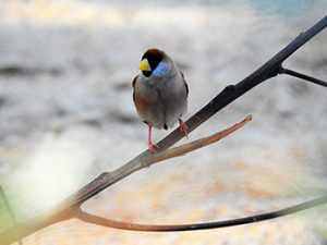 FINCHES – Wildlife Mountain Australia