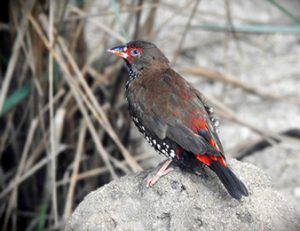 FINCHES – Wildlife Mountain Australia