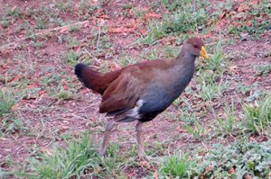 GROUND DWELLING BIRDS – Wildlife Mountain Australia