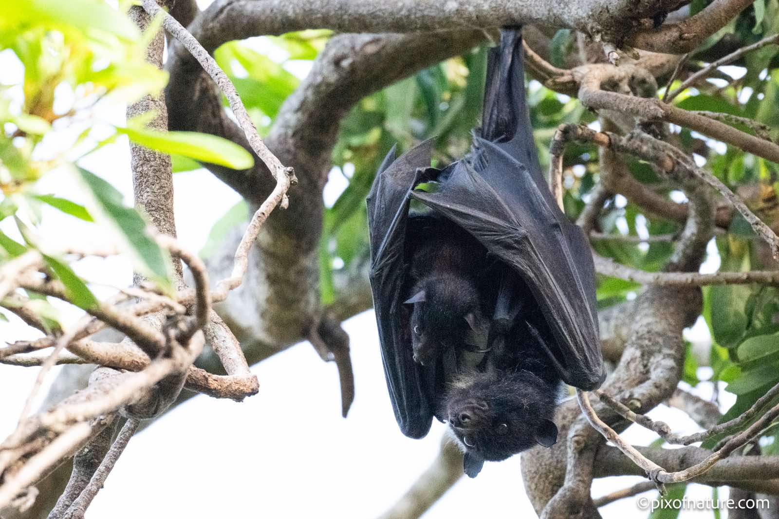 Flying Foxes – Wildlife Mountain Australia