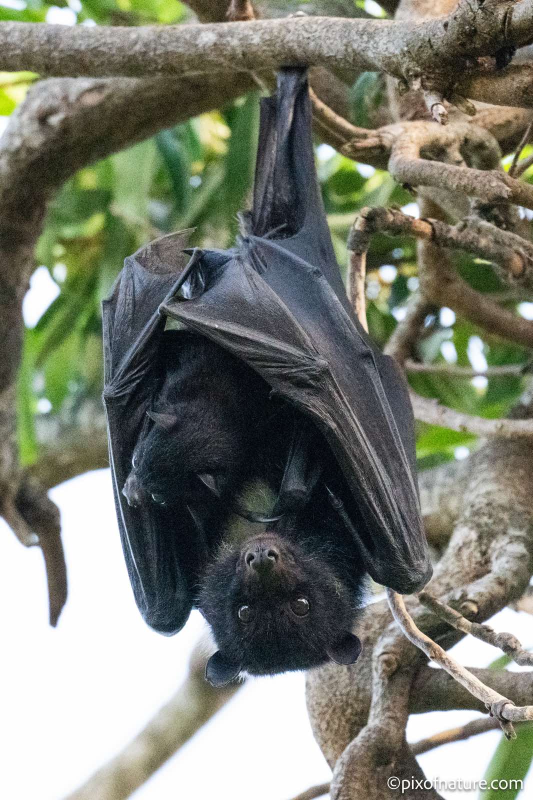 Flying Foxes – Wildlife Mountain Australia