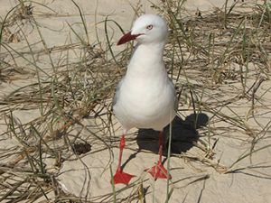 AUSTRALIAN GULLS – Wildlife Mountain Australia
