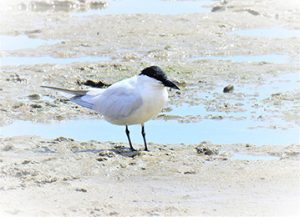 AUSTRALIAN TERNS – Wildlife Mountain Australia