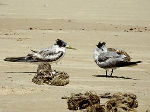 AUSTRALIAN TERNS – Wildlife Mountain Australia