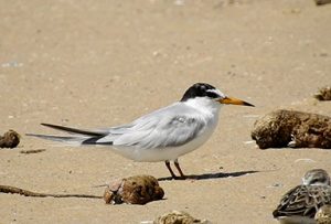 AUSTRALIAN TERNS – Wildlife Mountain Australia