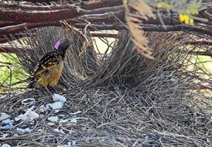 BOWER BIRDS – Wildlife Mountain Australia