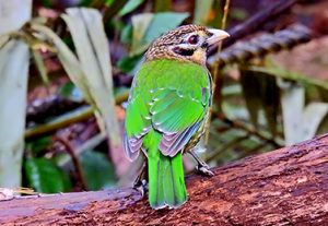 BOWER BIRDS – Wildlife Mountain Australia