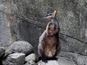 ROCK WALLABIES – Wildlife Mountain Australia