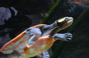 FRESHWATER TURTLES – Wildlife Mountain Australia