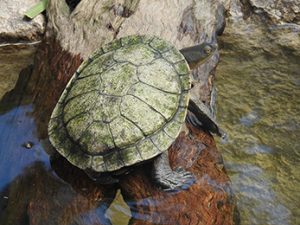 FRESHWATER TURTLES – Wildlife Mountain Australia