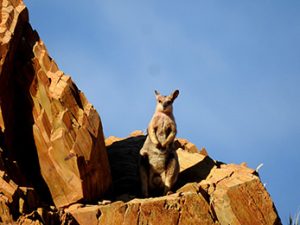 ROCK WALLABIES – Wildlife Mountain Australia