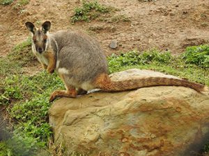 ROCK WALLABIES – Wildlife Mountain Australia