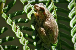 GREEN TREE FROGS – Wildlife Mountain Australia