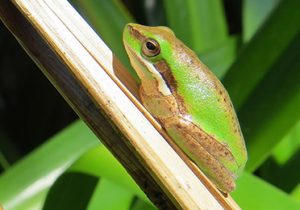 GREEN TREE FROGS – Wildlife Mountain Australia