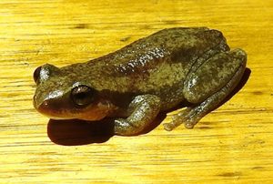 GREEN TREE FROGS – Wildlife Mountain Australia
