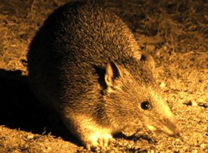 BANDICOOTS – Wildlife Mountain Australia