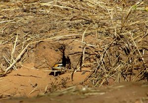 Different Types Of Bird Nests – Wildlife Mountain Australia