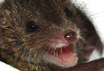 ANTECHINUS – Wildlife Mountain Australia