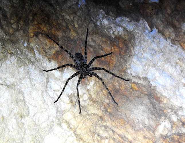 Australian Huntsman spiders – Wildlife Mountain Australia