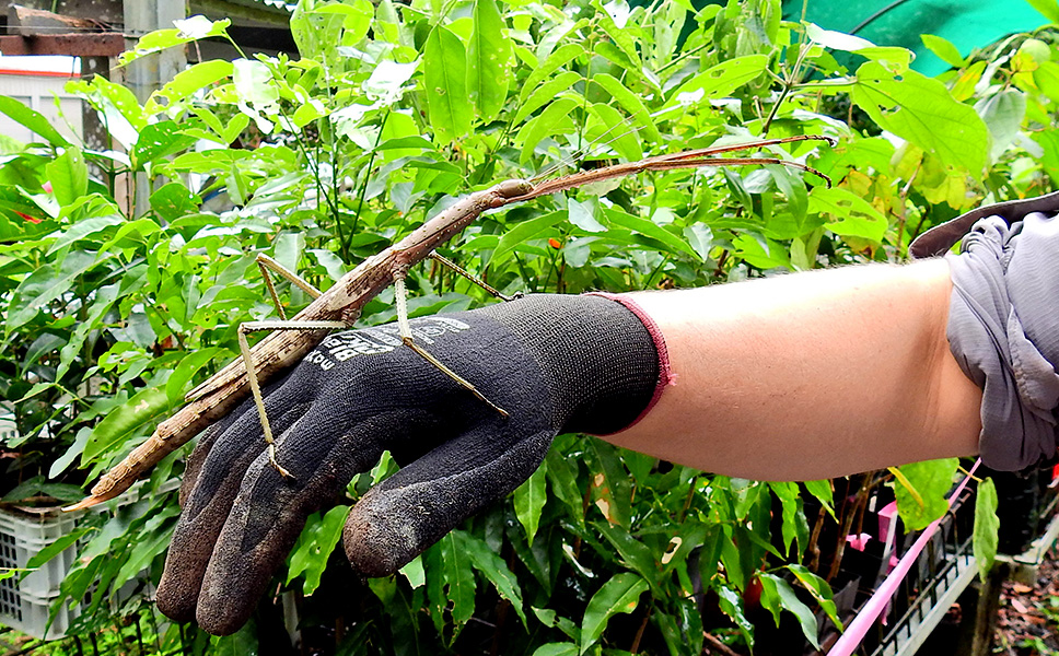 Giant Stick Insect – Wildlife Mountain Australia