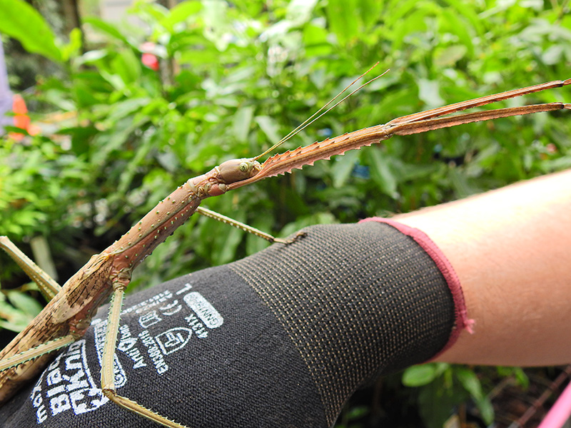 Giant Stick Insect – Wildlife Mountain Australia