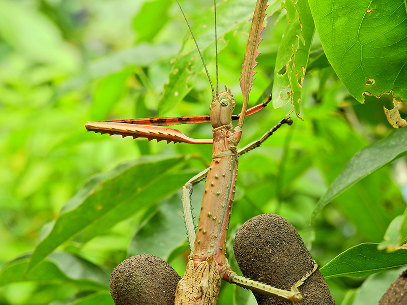 Giant Stick Insect – Wildlife Mountain Australia
