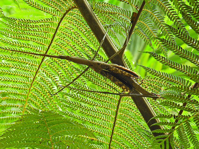 Giant Stick Insect – Wildlife Mountain Australia