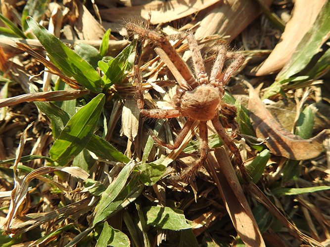 Australian Huntsman spiders – Wildlife Mountain Australia
