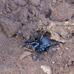 Mouse spider – Wildlife Mountain Australia