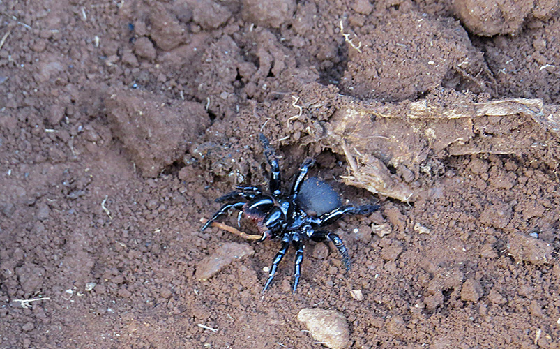 Mouse spider – Wildlife Mountain Australia