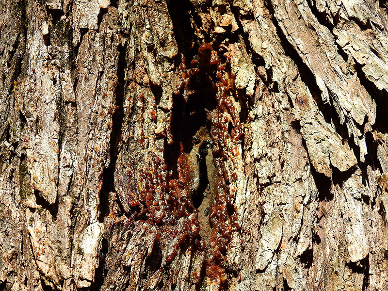 Australian native Stingless bees – Wildlife Mountain Australia