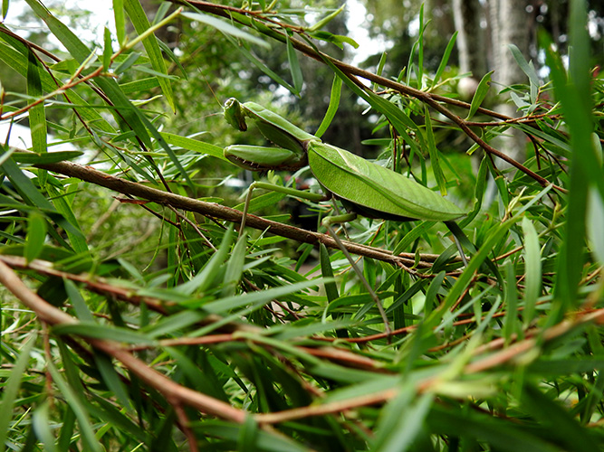 Australian Praying Mantises – Wildlife Mountain Australia