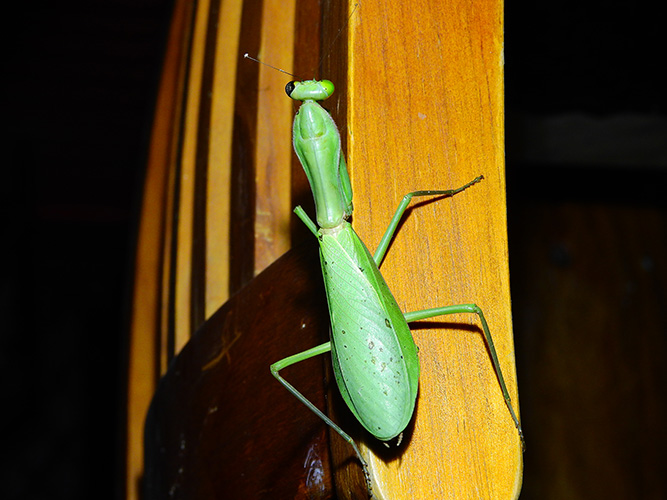 Australian Praying Mantises – Wildlife Mountain Australia