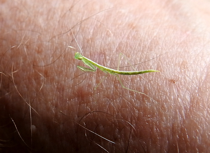 Australian Praying Mantises – Wildlife Mountain Australia